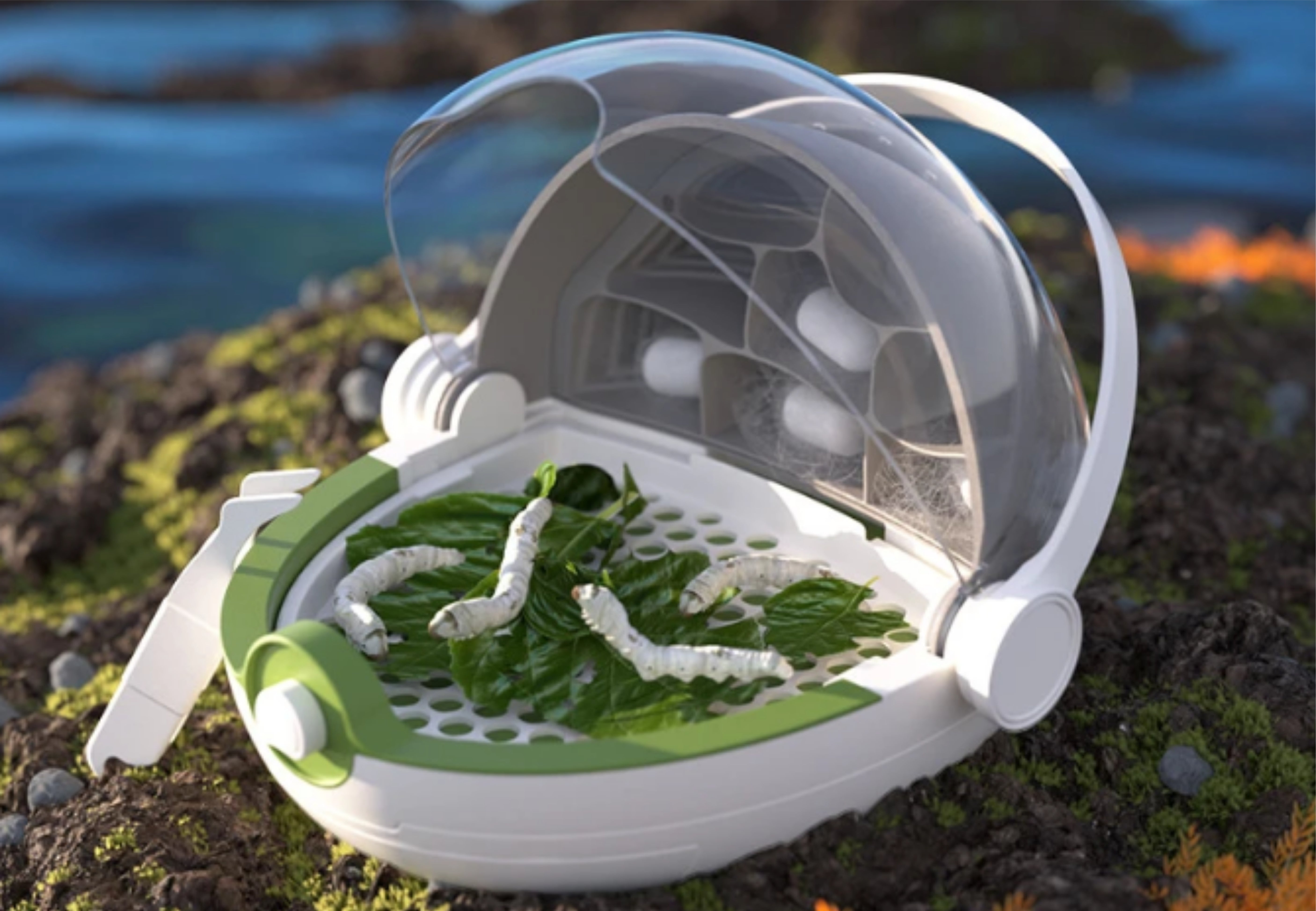 Silkworm Breeding Capsule – Everything Silkworms