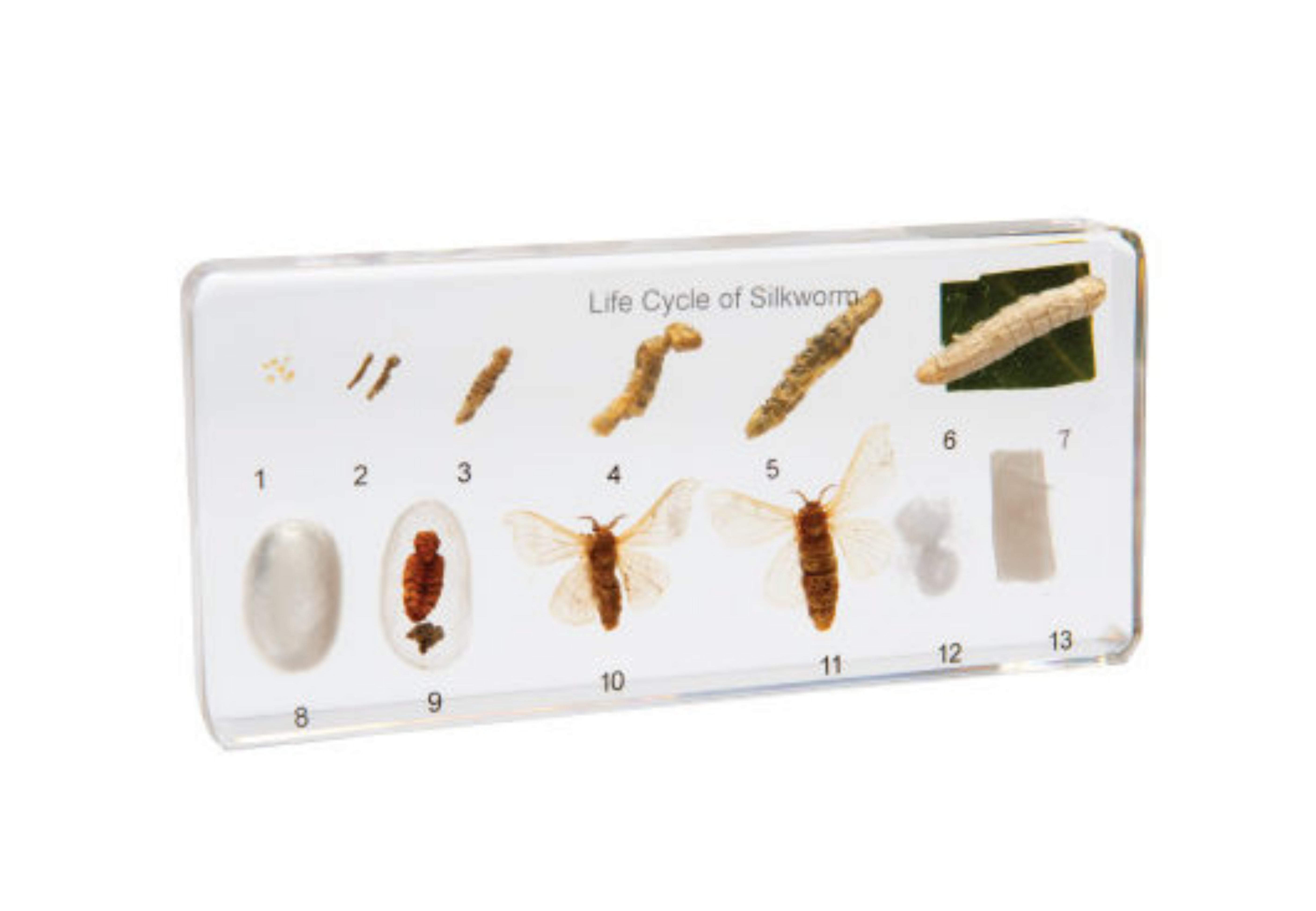Mini Beasts - Silkworm Life Cycle Block – Everything Silkworms