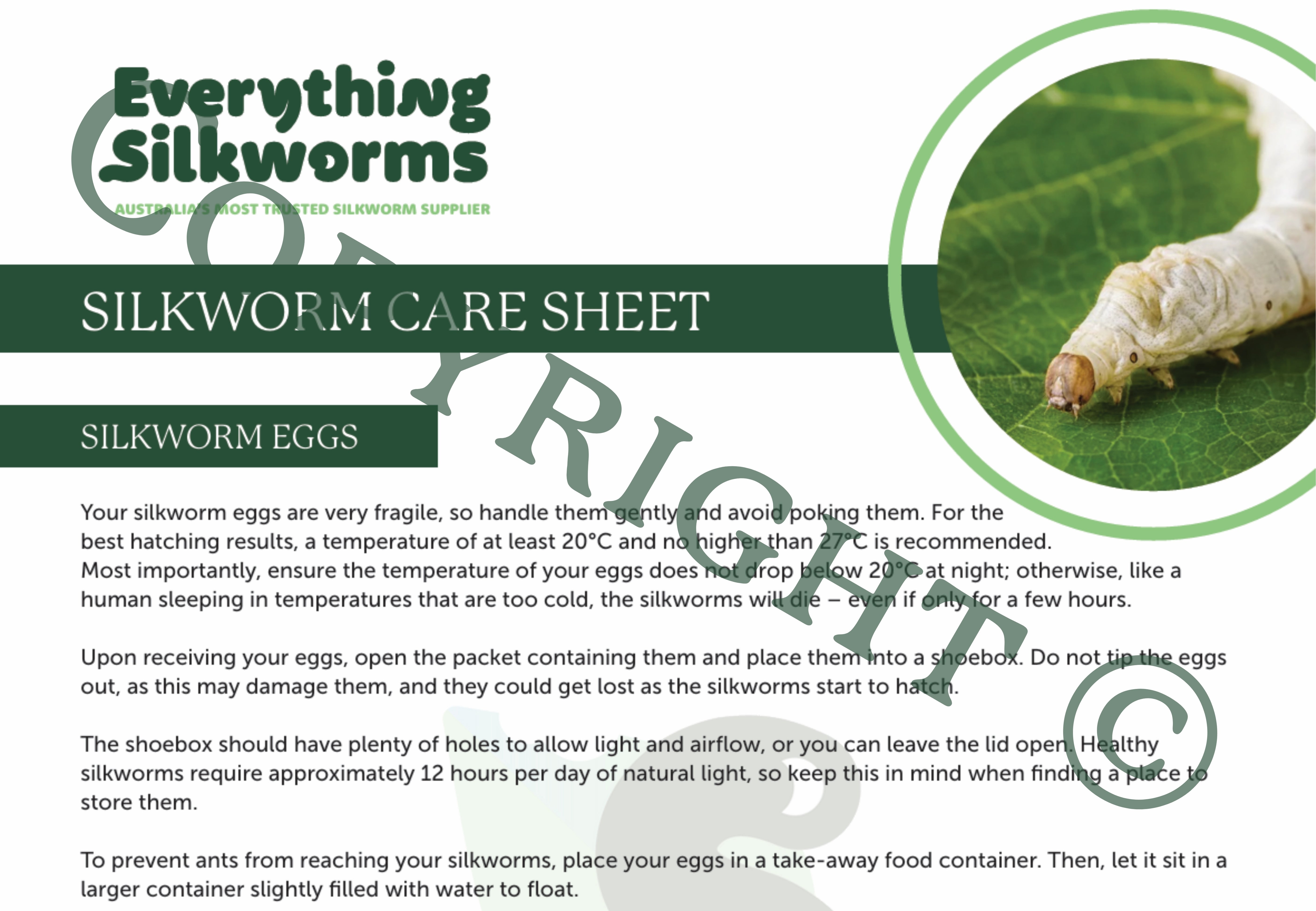Silkworm Care Sheet – Everything Silkworms