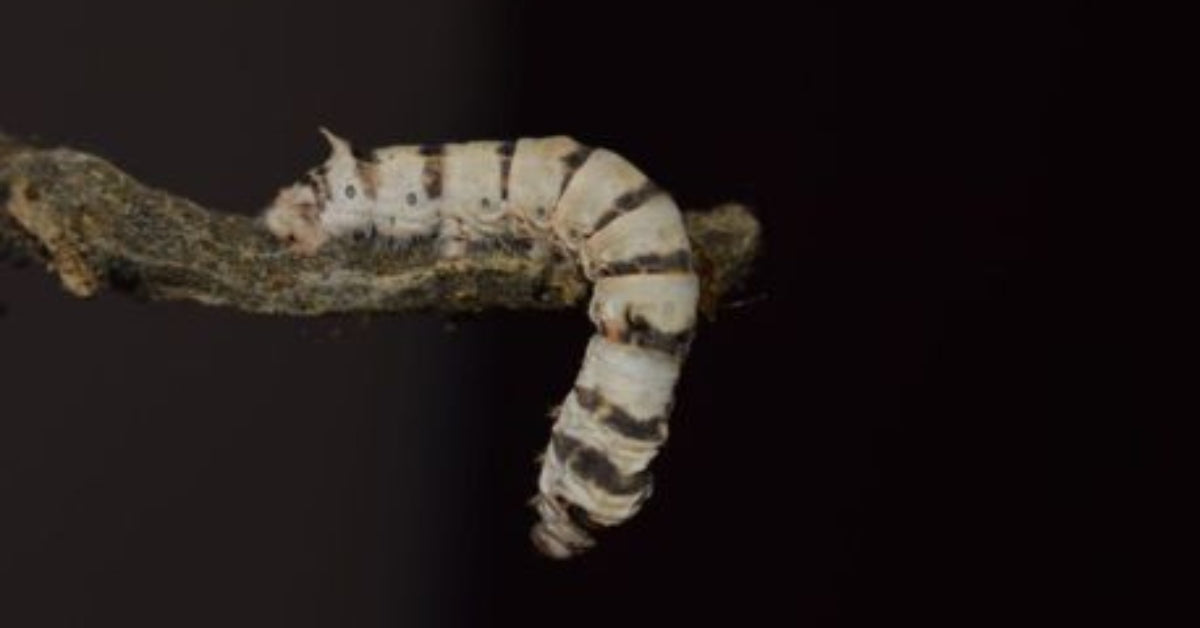Everything Silkworms | Life Cycle of a Silkworm