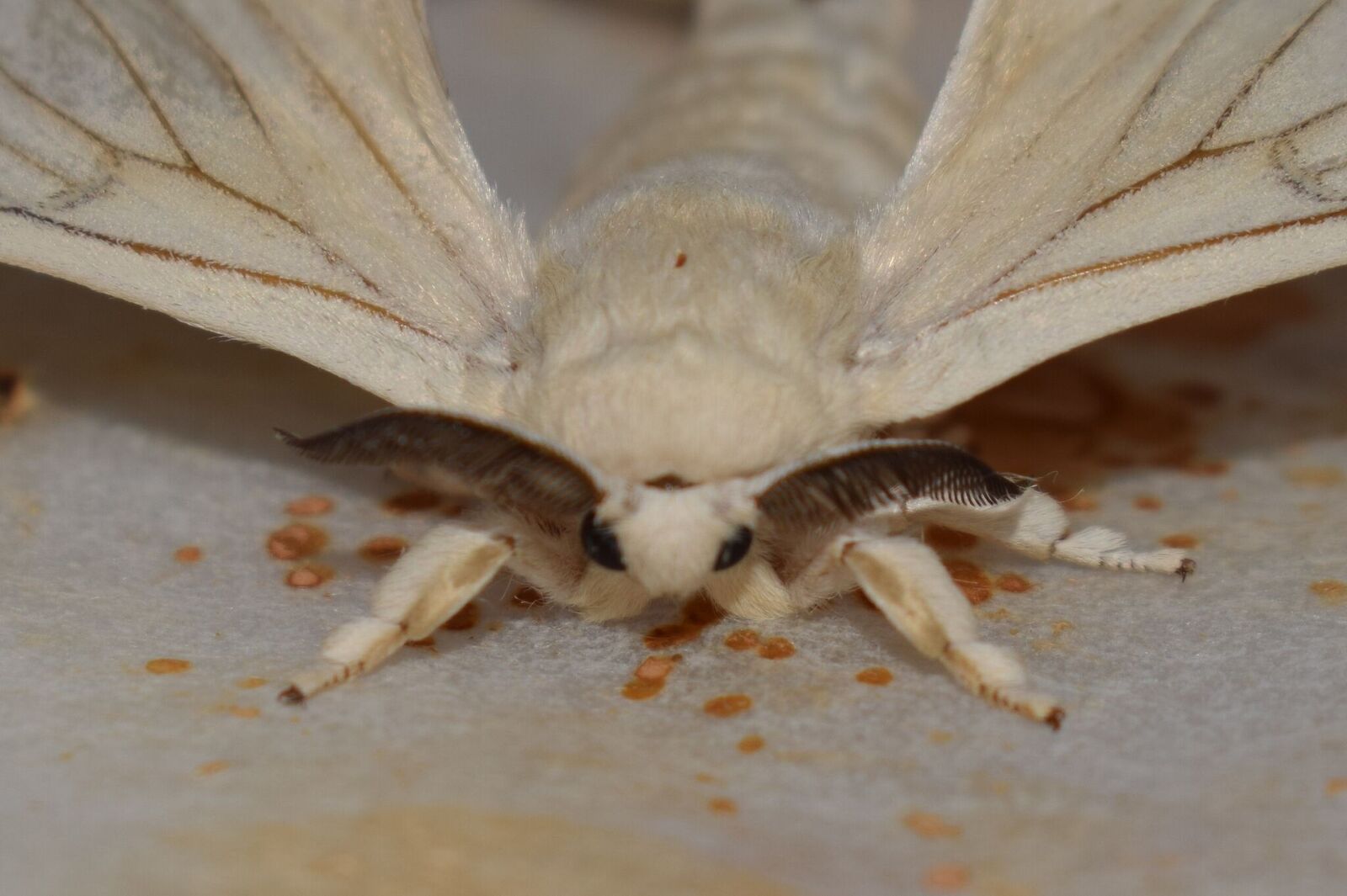 Silk Moth for Taxidermy – Everything Silkworms