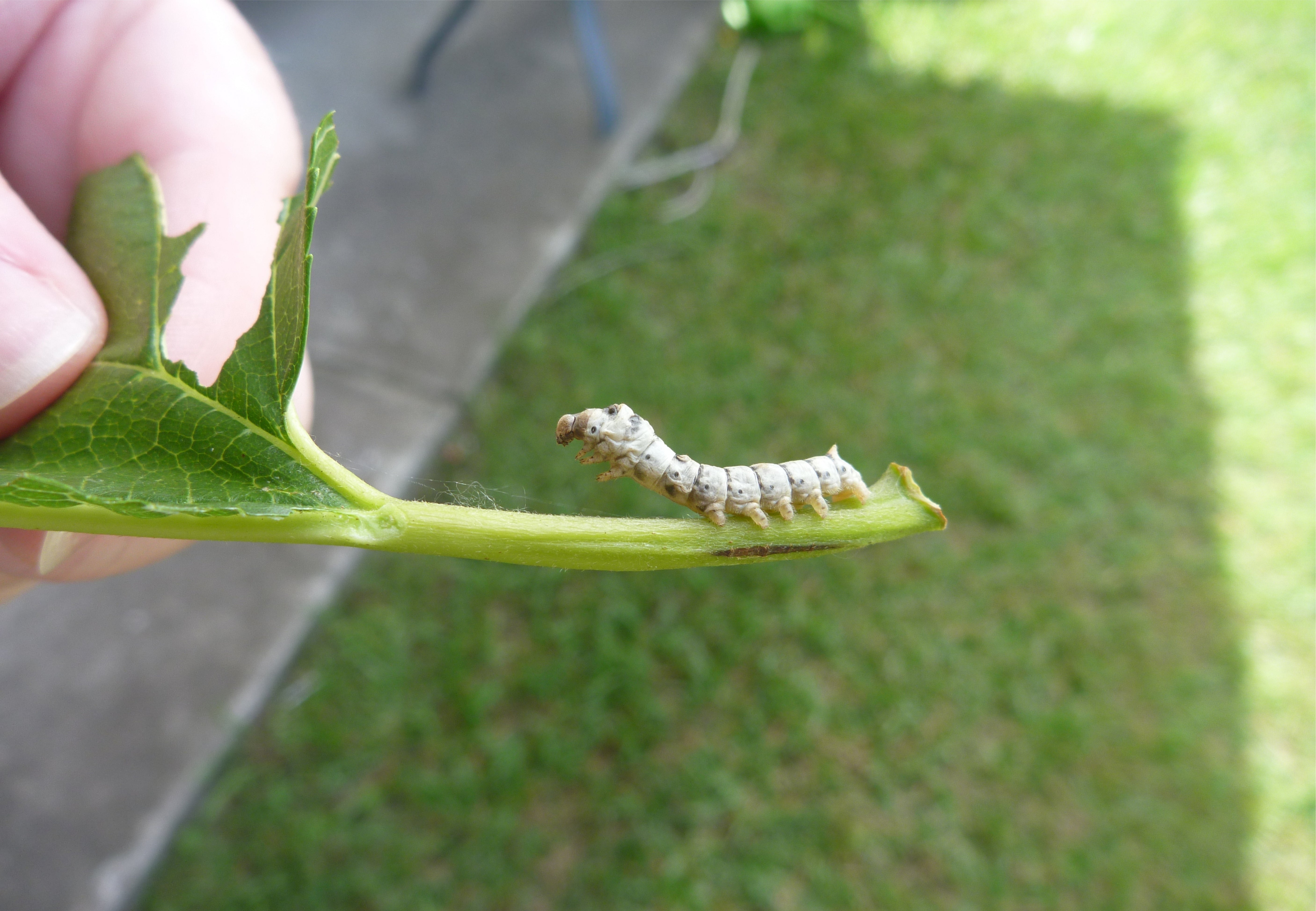 Large Rearing Pack – Everything Silkworms