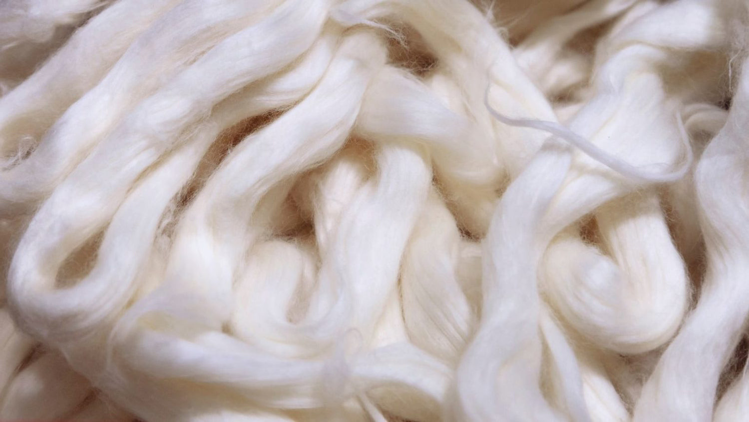 Everything Silkworms