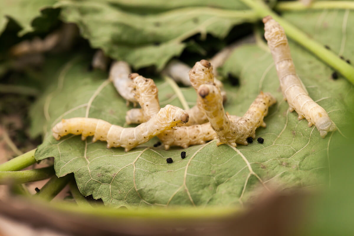 10 interesting silkworm facts (that will blow you away) – Everything ...