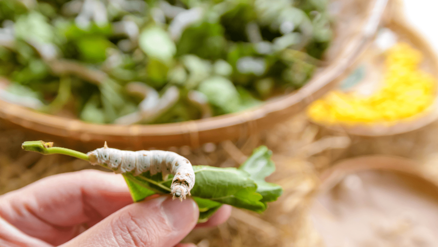 Metabolomic differences between silkworms (bombyx mori) reared on fres – Everything Silkworms
