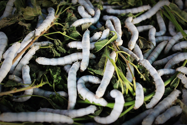 Surprising biomedical benefits of silk – Everything Silkworms