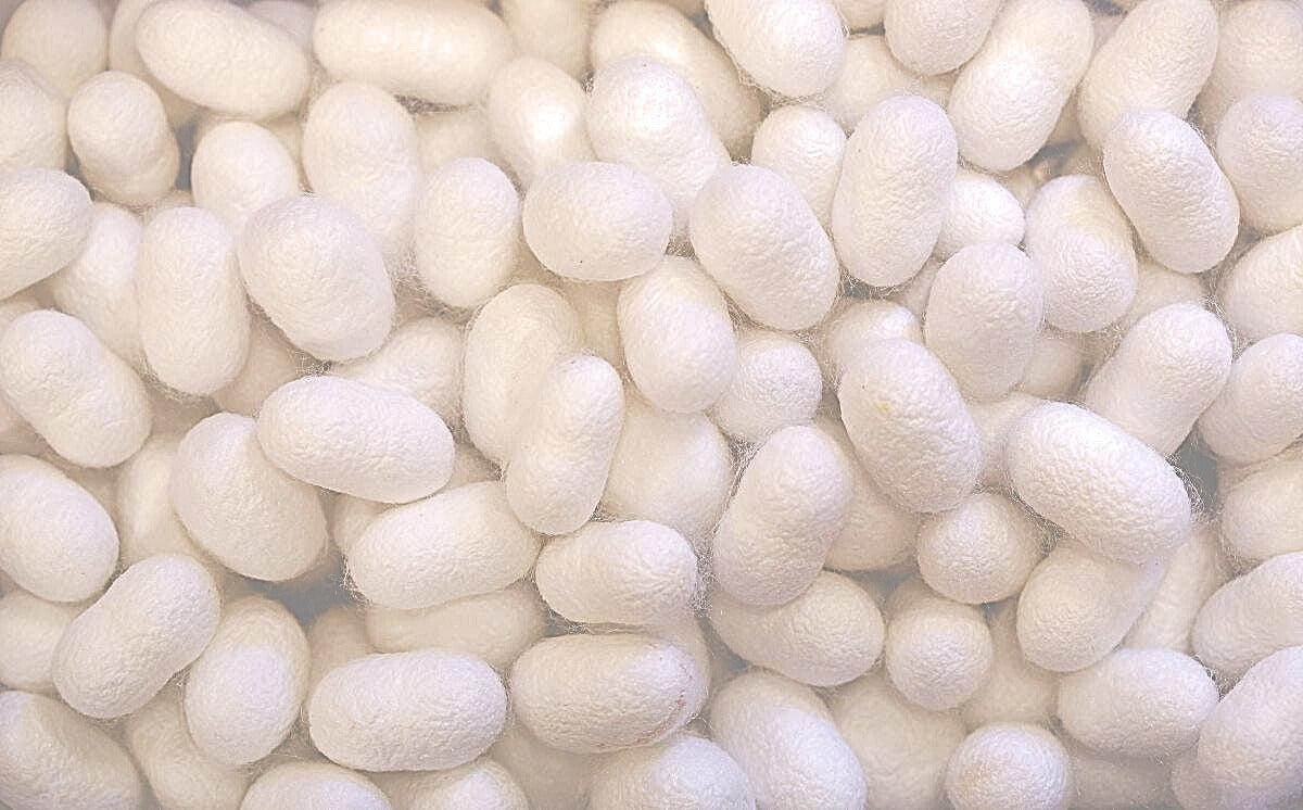 Everything Silkworms | Silk products