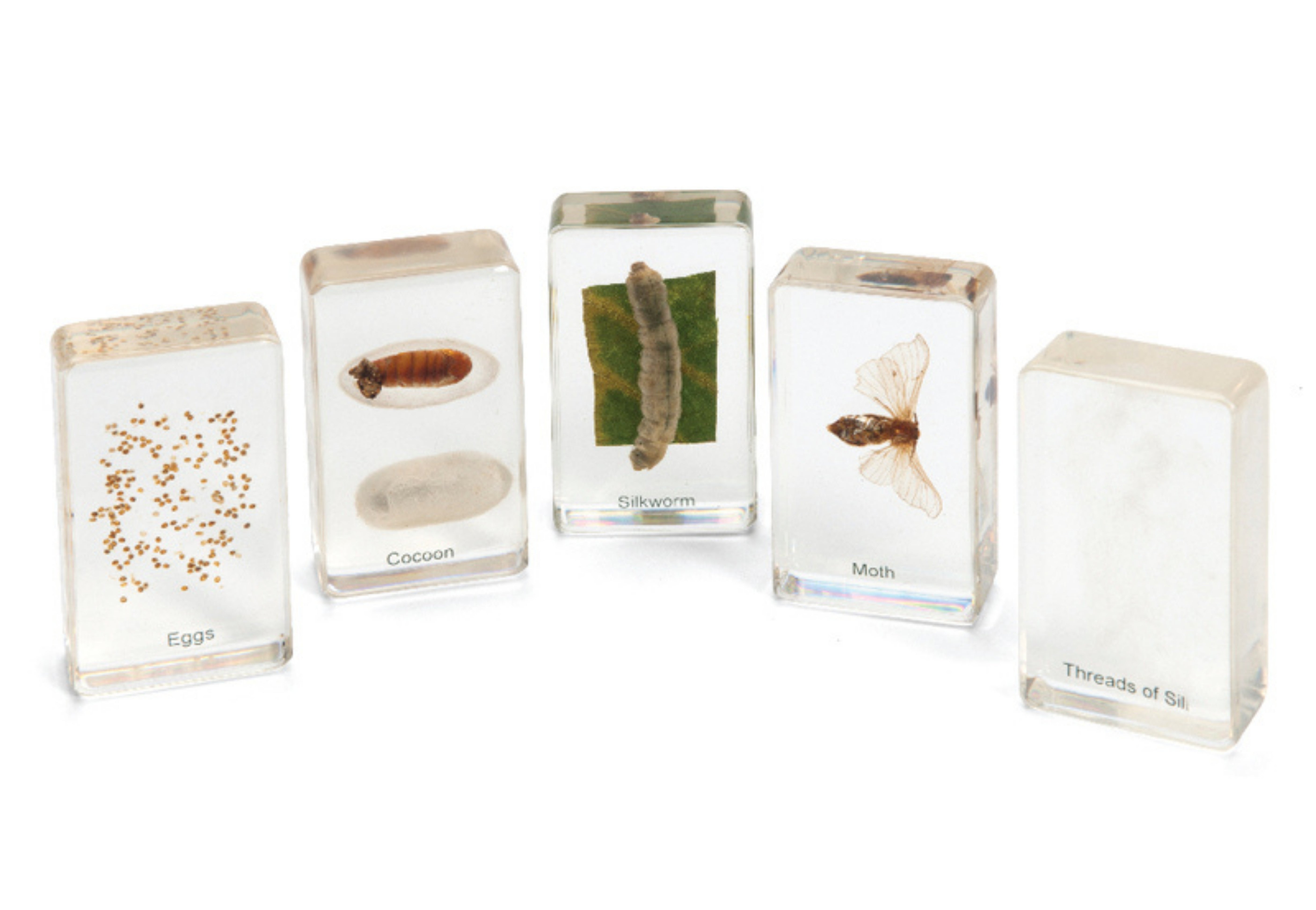 Mini Beasts - Silkworm Life Cycle Set – Everything Silkworms