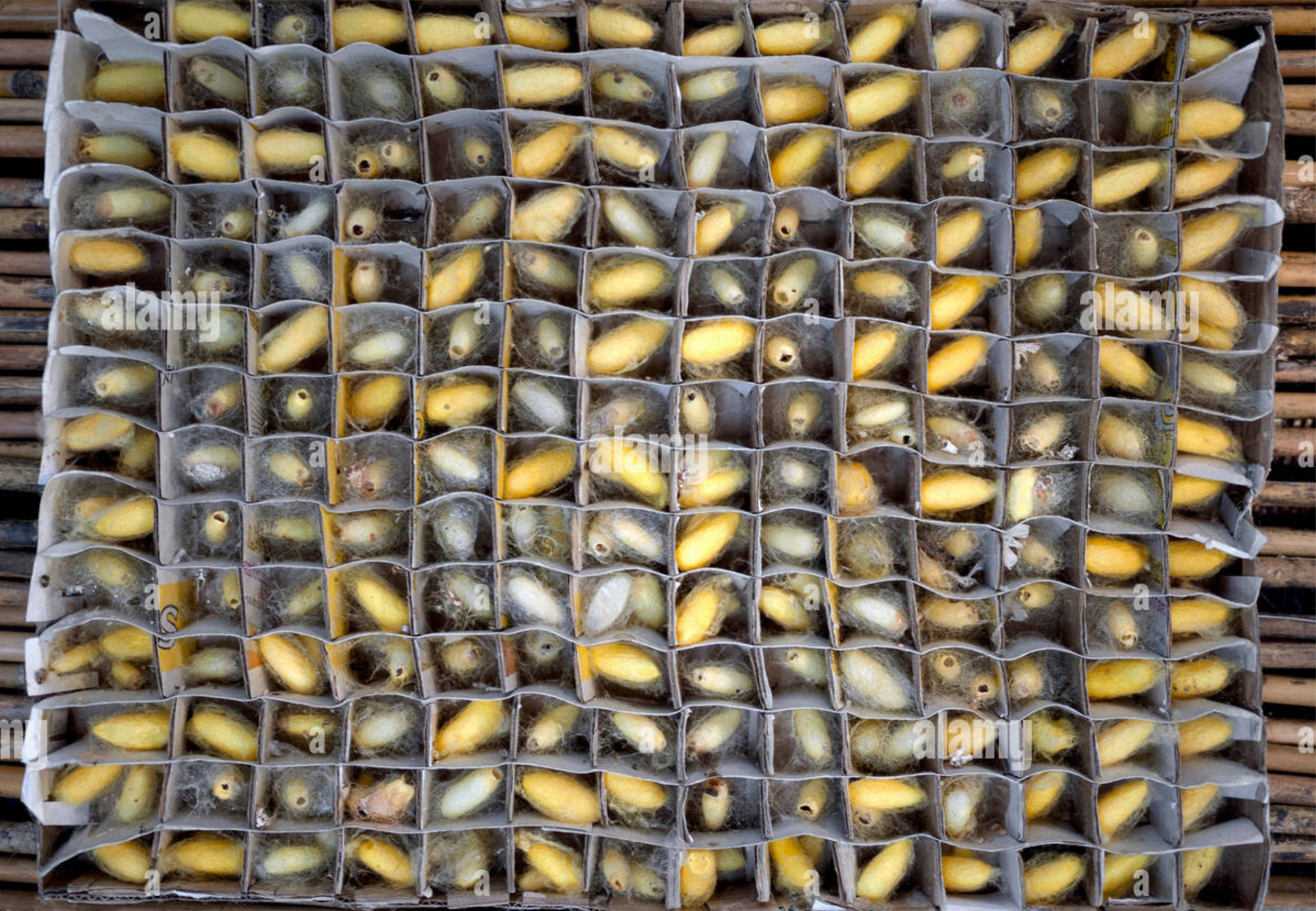 Silk Cocoon Cluster Frame – Everything Silkworms