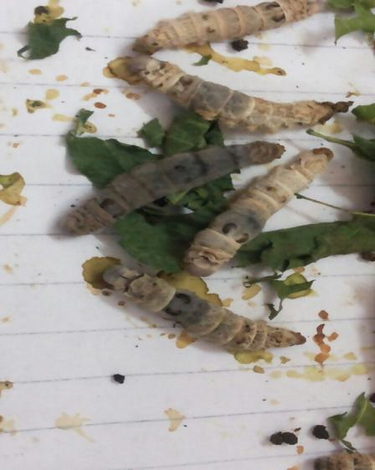 Everything Silkworms | Diseases and Problems