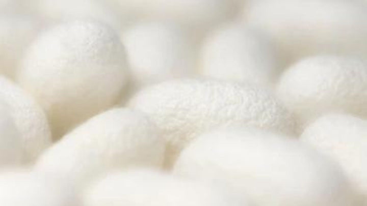 Everything Silkworms