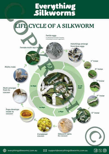 Life Cycle Poster – Everything Silkworms