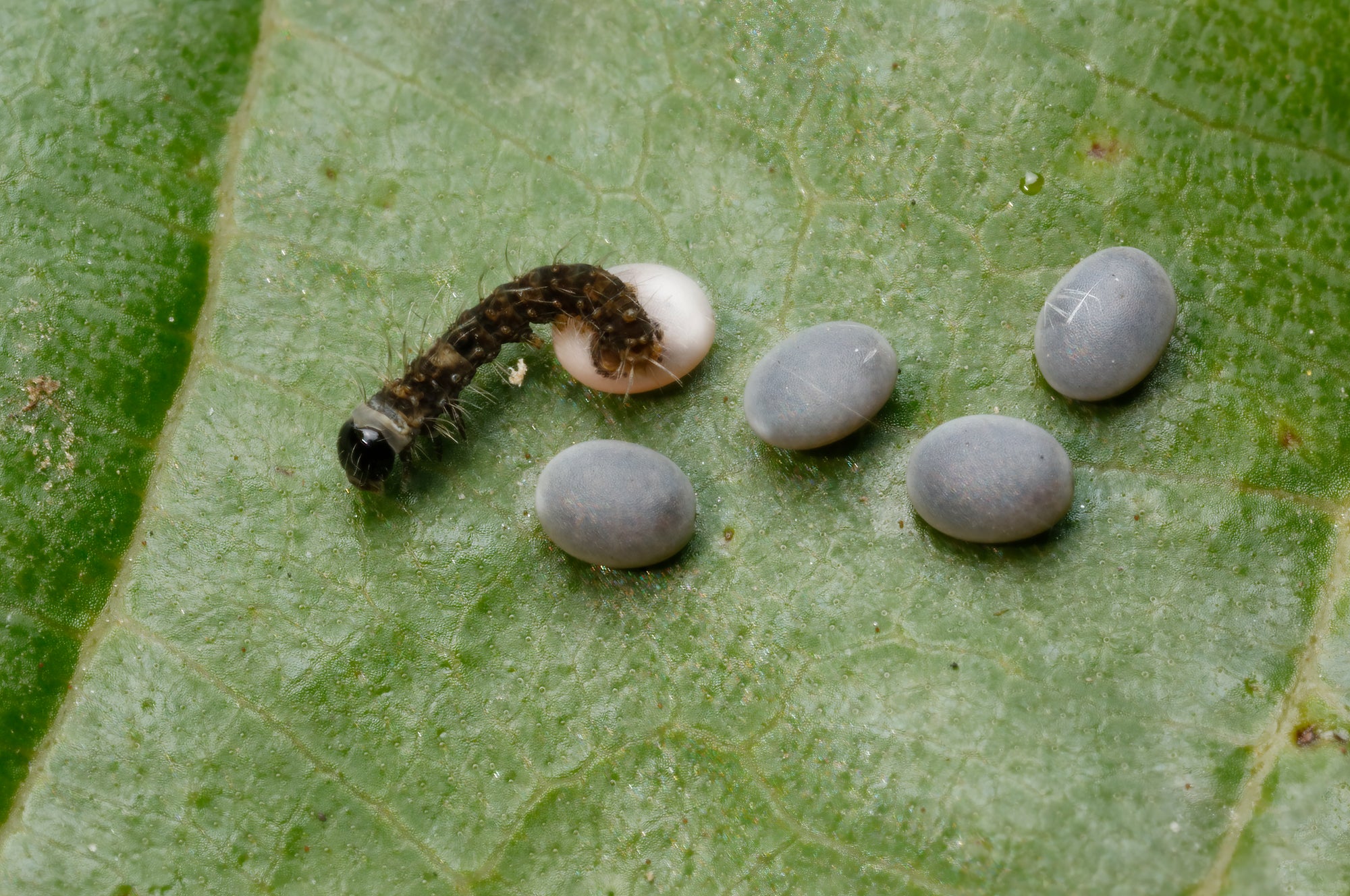 Everything Silkworms