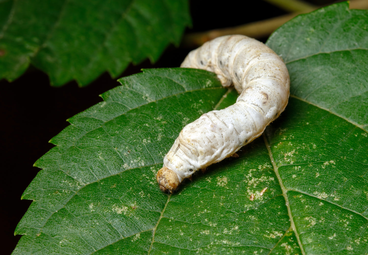 Everything Silkworms | Silkworms as a Food