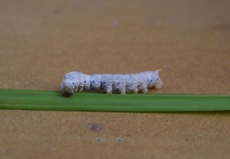 Everything Silkworms | Shop