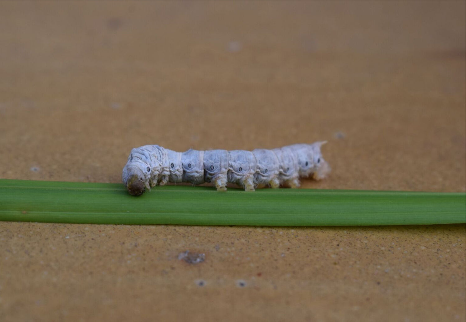 Everything Silkworms | Silkworms