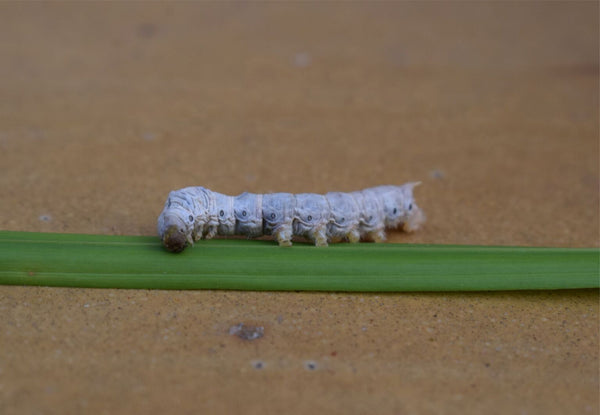 Everything Silkworms | History of the Silkworm