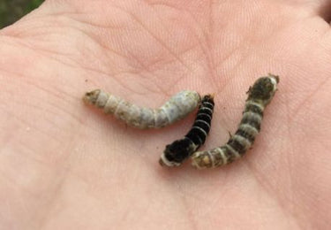 Everything Silkworms | Silkworm packs