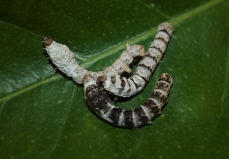 Everything Silkworms | Silkworm packs
