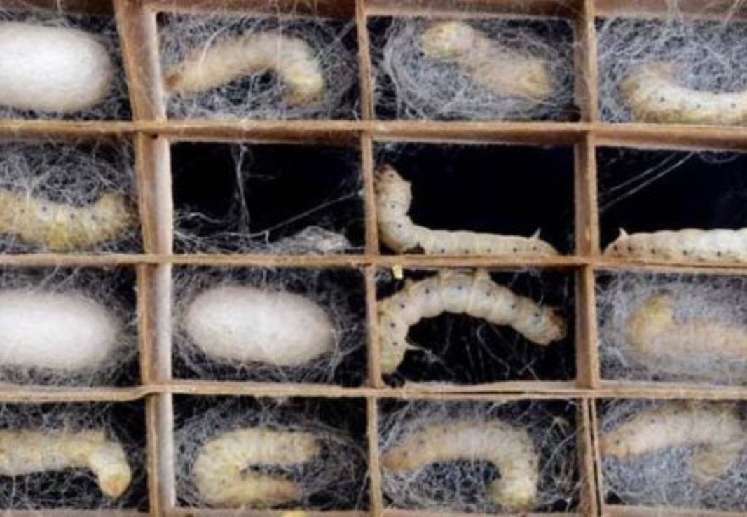 Everything Silkworms | Life Cycle of a Silkworm