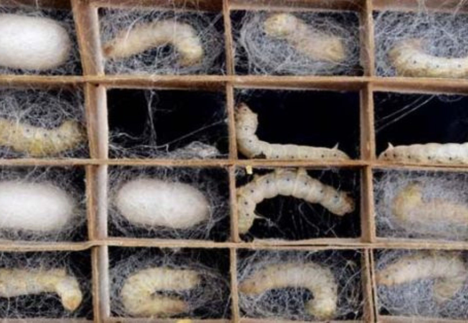 Everything Silkworms | Life Cycle of a Silkworm