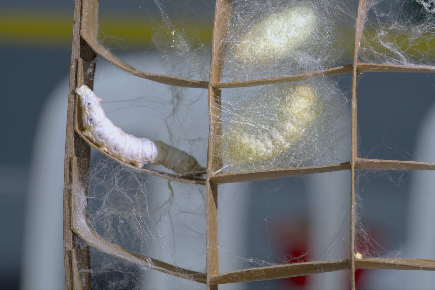 Everything Silkworms | Silk