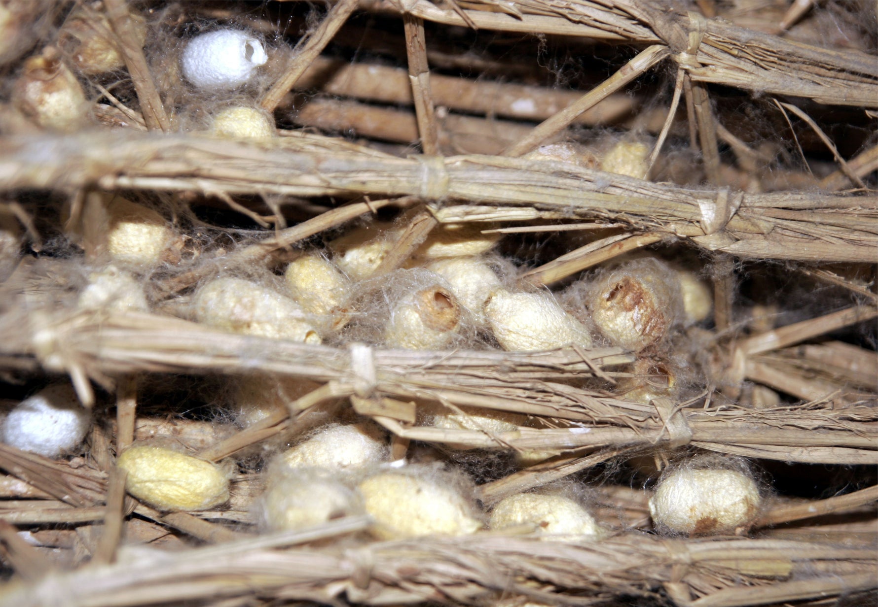 Waste Silkworm Cocoons – Everything Silkworms